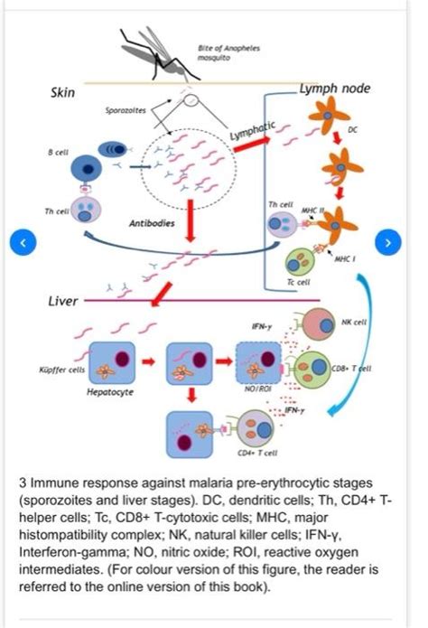 Solved Bite Of Anopheles Mosquito Skin Lymph Node