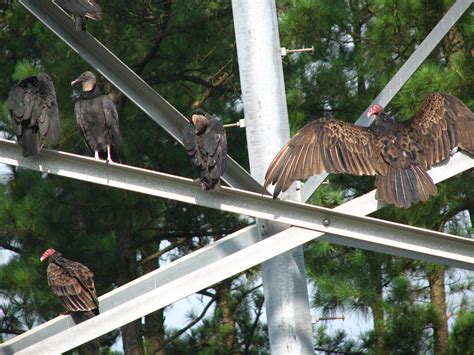 Turkey Buzzard Vs Hawk