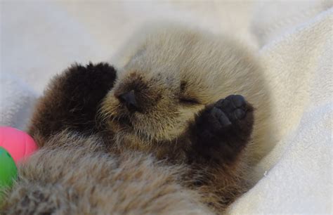 Meet Tofino Cute Vancouver Island Sea Otter Pup Gets Name Vancouver
