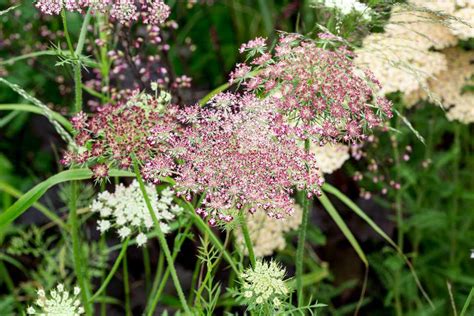 Daucus Carota Dara Bbc Gardeners World Magazine