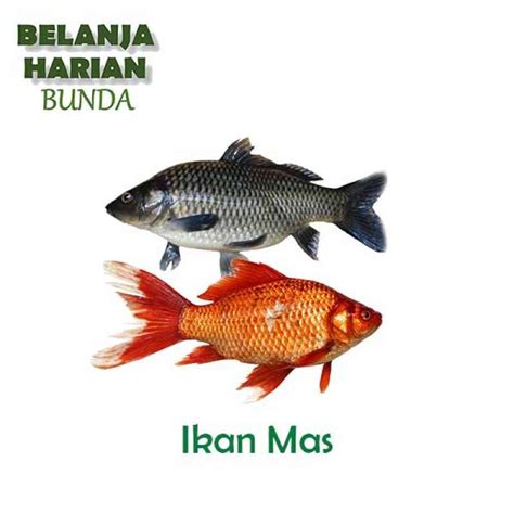 Jual Ikan Barong Original Murah Harga Diskon Februari 2024