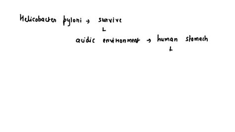 Solved Helicobacter Pylori Survives In The Acidic Environment Of The