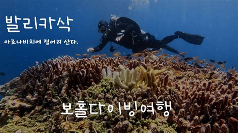 보홀 스쿠버 다이빙 여행 3일차 Youtube