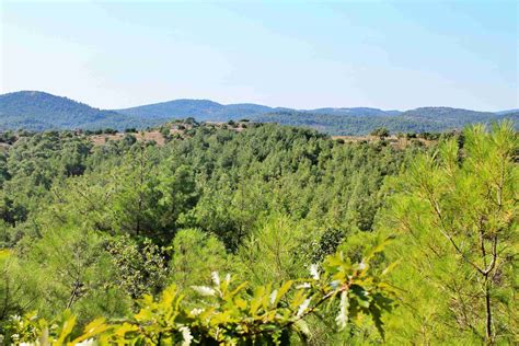 Into The Quiet Exploring The Dadia Forest Kicking Back The Pebbles