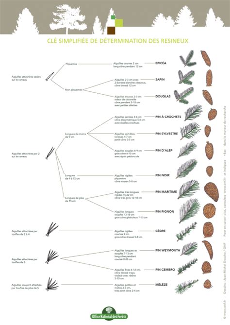 Planches Daide à Lidentification Des Feuillus Et Résineux