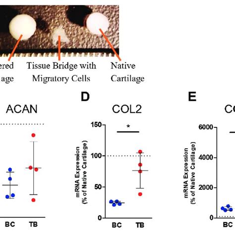 John Theodoropoulos Orthopaedic Surgeon Mount Sinai Hospital Toronto Toronto Department