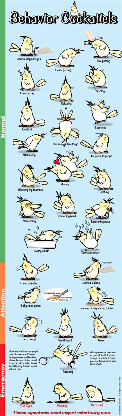 Bird Body Language Slang Across Languages