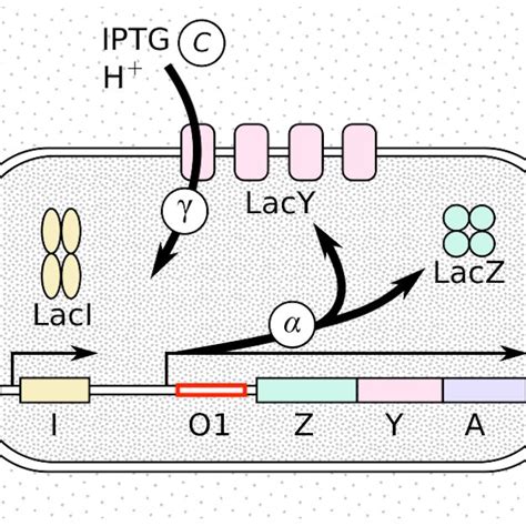 Schematic Representation Of The Lac Pathway The Lac Operon Is Composed