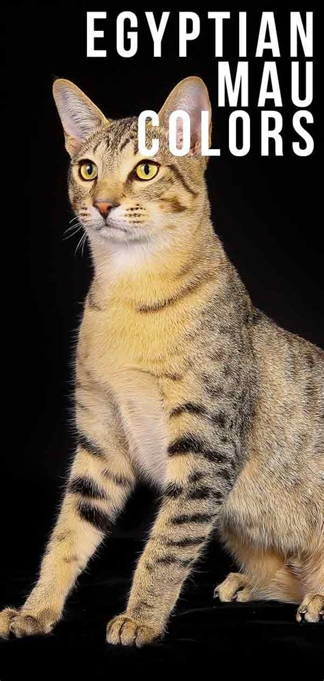 Egyptian Mau Cat Everything You Need To Know Egyptian Mau Egyptian