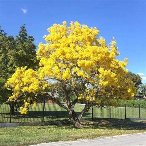 Lapacho Amarillo árbol Pequeño Con Hermosas Flores Succulent Avenue