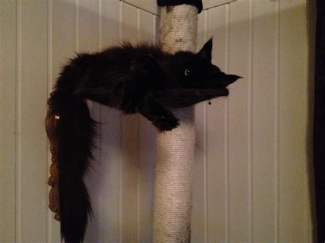 Stare Mf Kitten Flickr