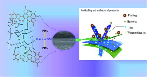 Diagram Of The Three Layer Structure With Antifouling And Antibacterial