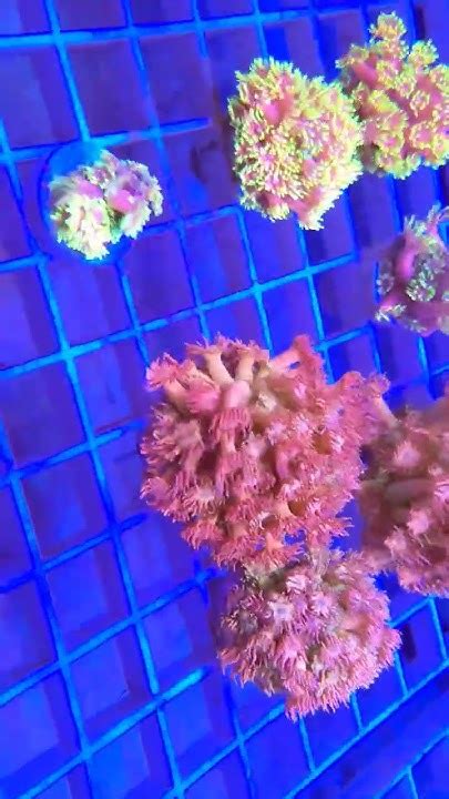 Care Bear And Treasure Chests Goni Reef Youtube