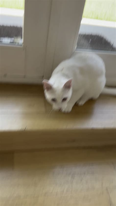 Exterminator Cat Rcatswithjobs