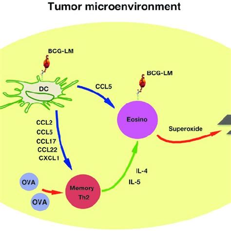 Schematic Illustration Of The Anti Tumor Effects Of Bcg Lm The
