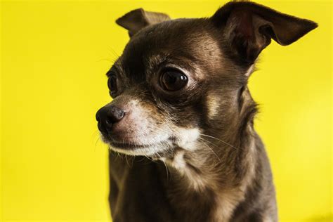 Teacup Chihuahua Care Essential Tips And Advanced Guidance