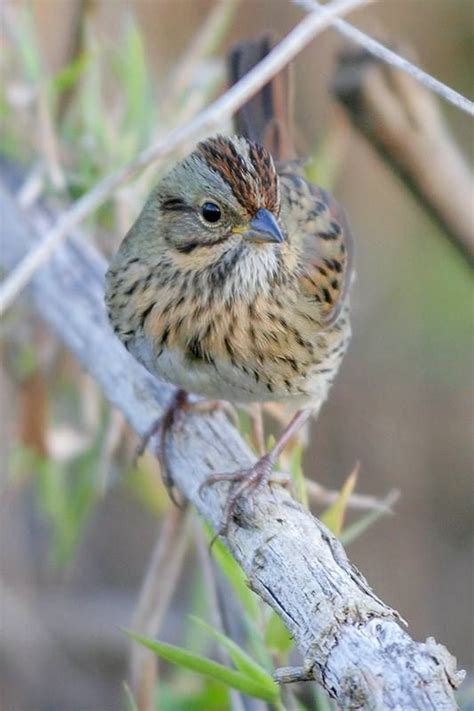 Lincolns Sparrow Bird Gallery Houston Audubon