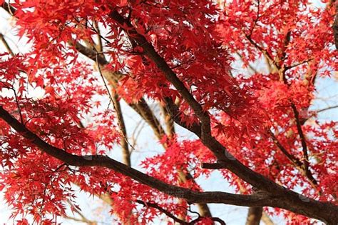 秋天红枫，韩国