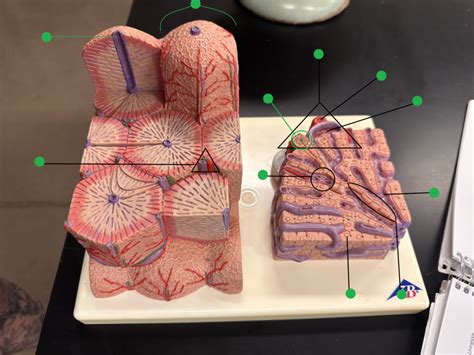 Liver Histology Model Diagram Quizlet