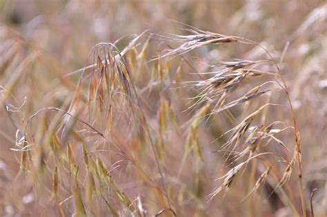 Mule Deer Could Lose Half Their Northeast Wyoming Habitat To Cheatgrass
