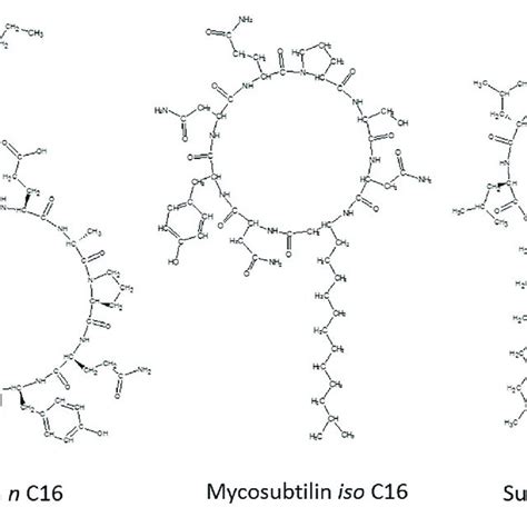 General Representation Of The Chemical Structure Of Lipopeptides From Download Scientific