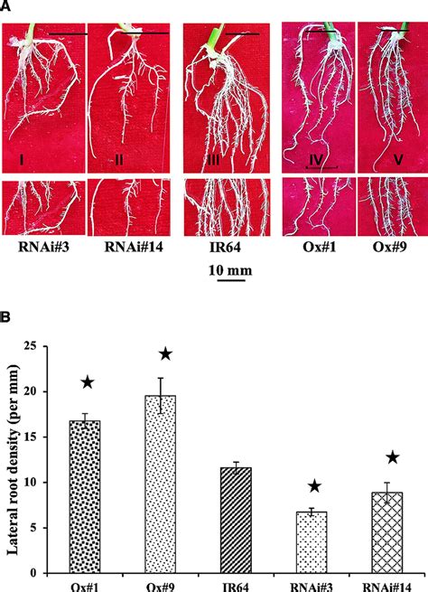 Variation In Lateral Root Structure Between Untransformed Control And