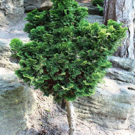 Chamaecyparis Obtusa Nana Gracilis Standard Dwarf Hinoki False