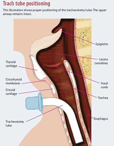 Pin By Margit F Reiter On Singing Thyroid Anatomy Medical Anatomy