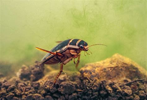 Watch Out For Sneaky Toe Biter Bugs This Summer