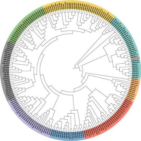 Figure S1 Phylogenetic Analysis Of Myb Protein In Solanum Lycopersicum Download Scientific