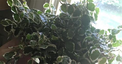 Ficus Pumilla Varigata Album On Imgur