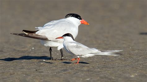Common Tern — Eastside Audubon Society