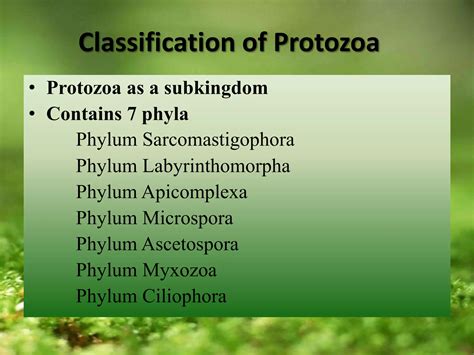 Taxonomy Of Protozoa Pptx