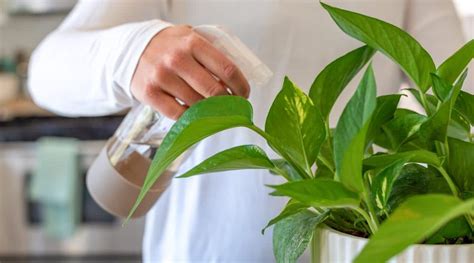 Why Is My Pothos Plant Turning White How Can I Fix It