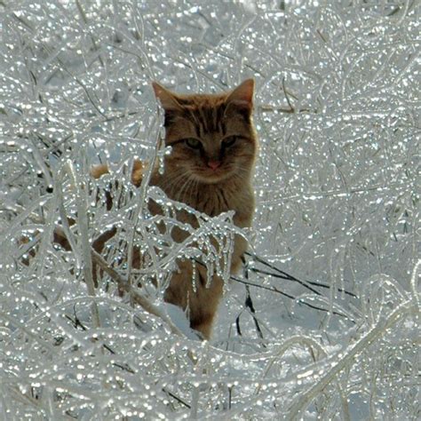 Ice Kitty Fine Art Photography Print