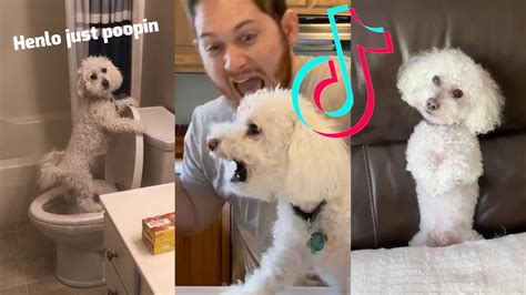 Quincys Most Viral Tiktoks Compilation Youtube