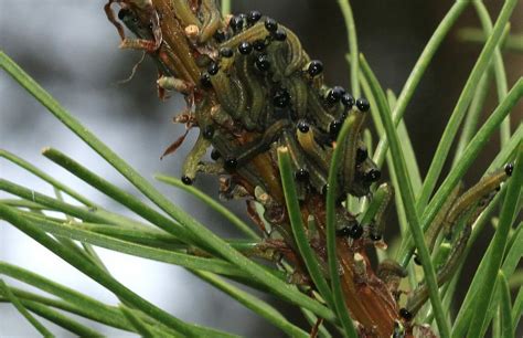 Pine Tree Problems Common Pests And Diseases