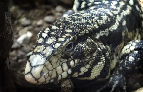Blue Tegu Info Care Guide Enclosure And Food Requirements