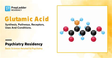 Glutamic Acid Synthesis Pathways Receptors Uses And More