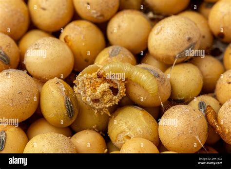 Indian Meal Moth Adult And Larva In Soybeans Concept Of Grain Storage