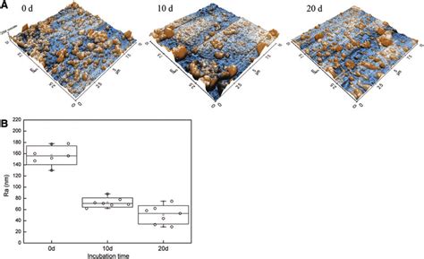 Atomic Force Microscopy Images A And The Surface Roughness B Of The Download Scientific