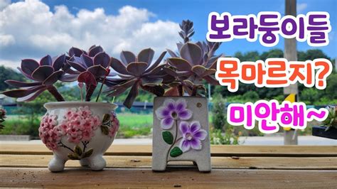 보라둥이들 목마르지 미안해 물 못줘서 우리 조금만 더 참고견디자 라일락 뉴헨의진주 집시 연봉 라우톱 연봉금