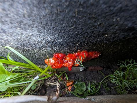 Red Raspberry Slime Mold Rmycology