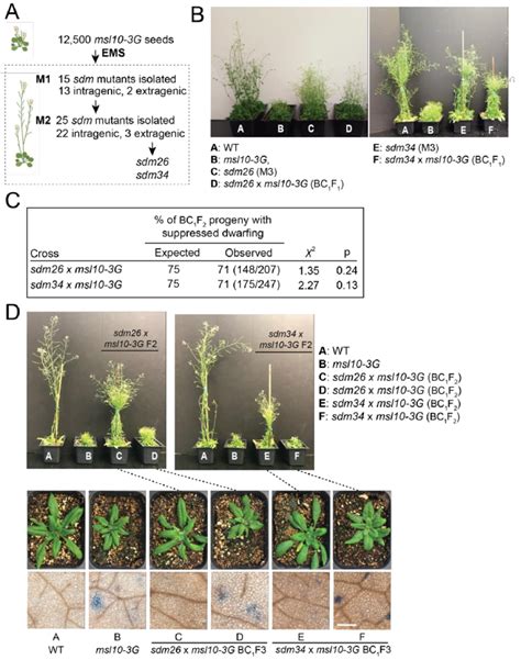 A Forward Genetic Screen Identifies Sdm26 And Sdm34 Dominant