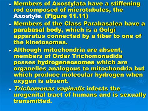 Ppt Chapter 11 Protozoans Powerpoint Presentation Free Download Id