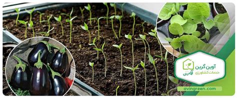 بررسی و خرید 5 مدل نشا بادمجان مشخصات عکس و قیمت