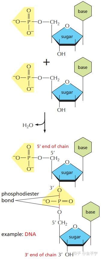 图版2 7 核苷酸概述 知乎
