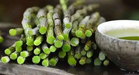 石斛的正确食用方法以及最佳食用时间！ 知乎