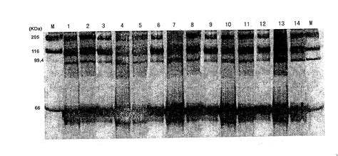 Method For Extracting Rabies Virus Eureka Patsnap