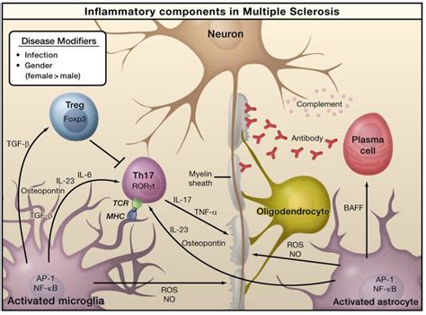 The Role Of Inflammation Mediators In The Pathogenesis Of Multiple Download Scientific Diagram